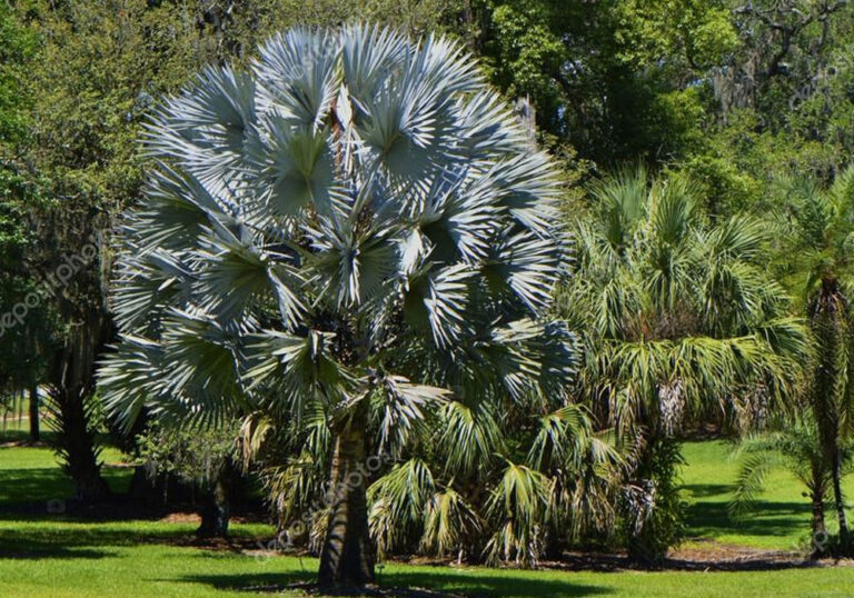 Palmeira Azul - Itaguará Country Clube